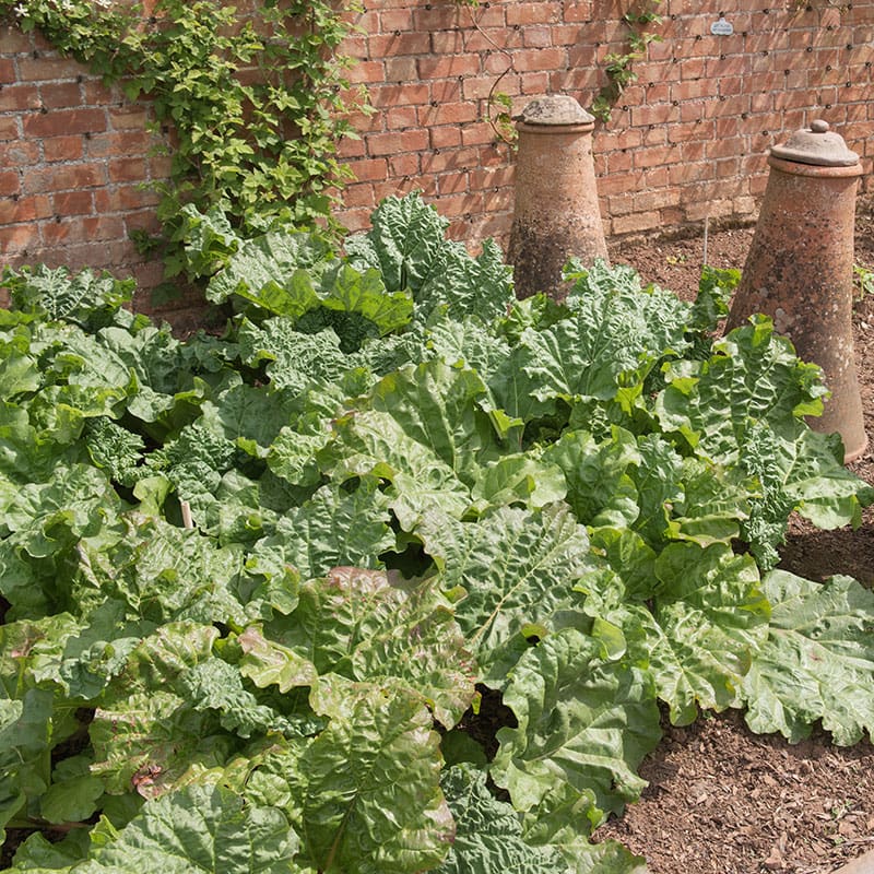 Rabarbarai "Victoria", 3 pakuotės - Jūsų internetinė ūkio parduotuvė ...